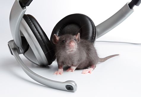 Classical music boosts heart transplant survival in mice