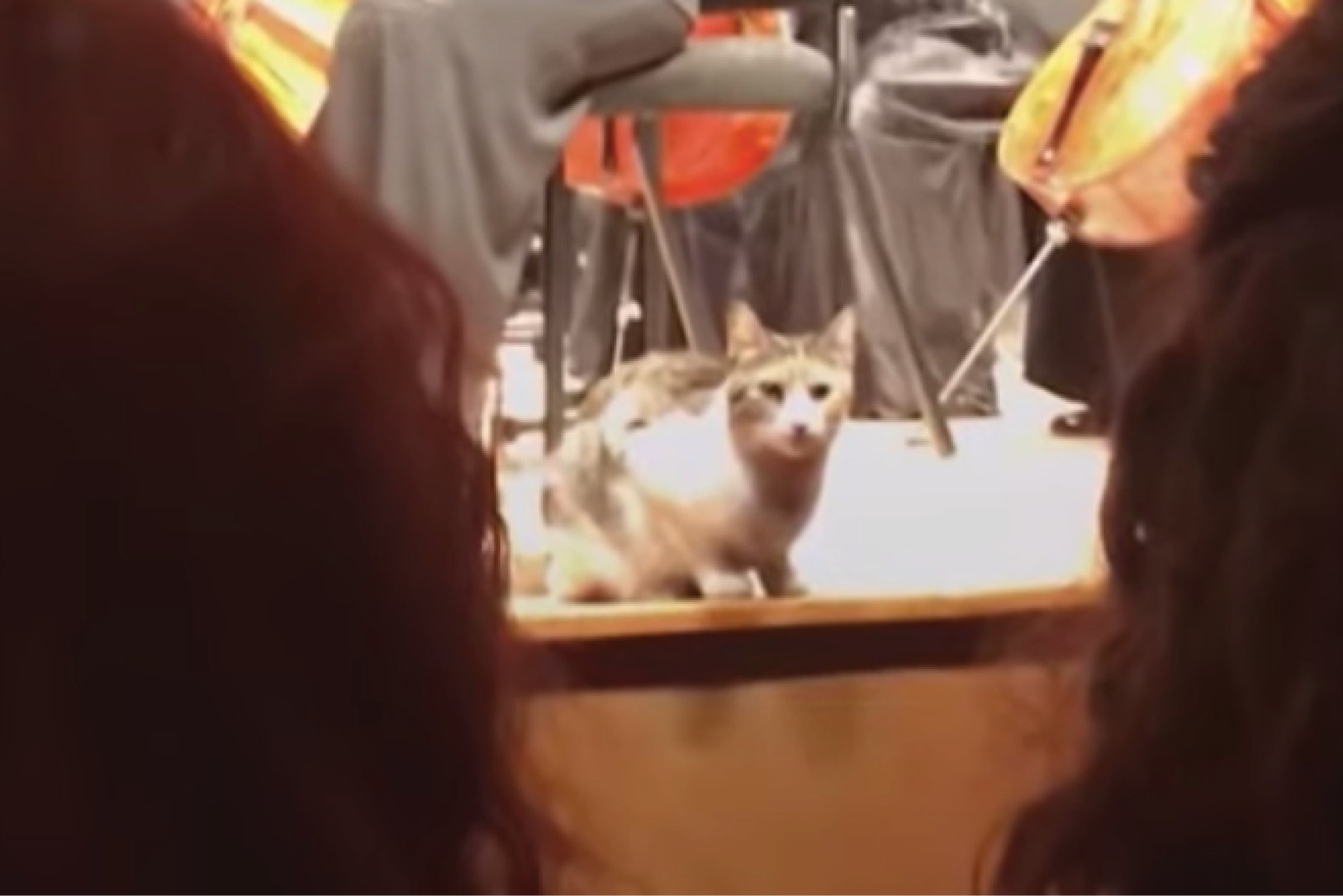Cute cat crashes symphony