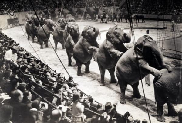 Did You Hear About how Stravinsky came to write a ballet for elephants?